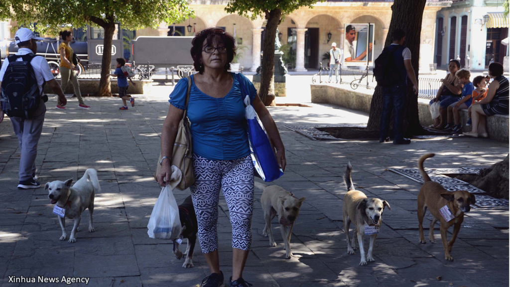 ESPECIAL: Perros callejeros convertidos en guardianes del patrimonio ...
