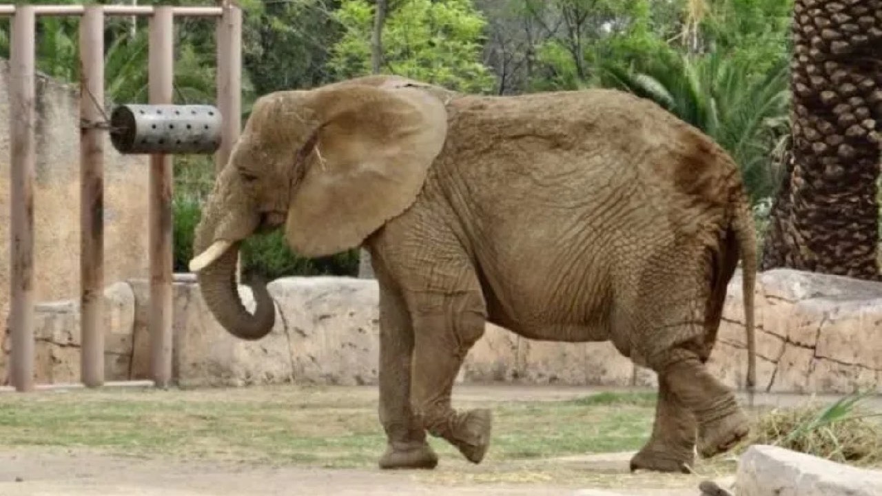 "Ely tiene derecho a ser una elefanta por primera vez y vivir con sus ...