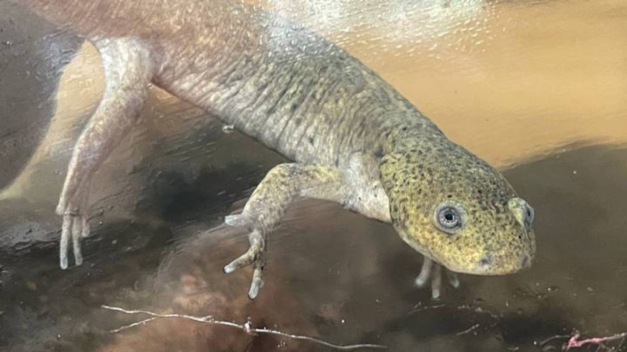 Ajolotes Tendrán Un Nuevo Espacio Para Reproducirse Te Contamos Todos