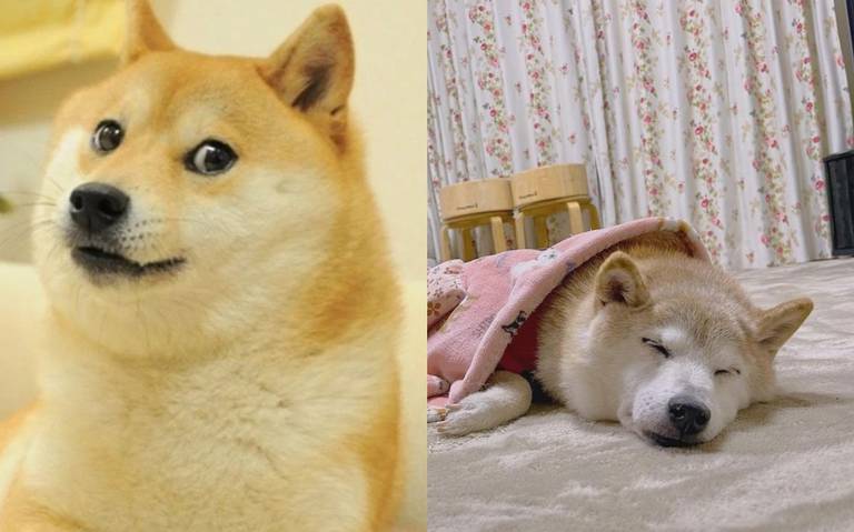 Doge, el perrito famoso en Internet, está grave: ¿cuál es su enfermedad ...
