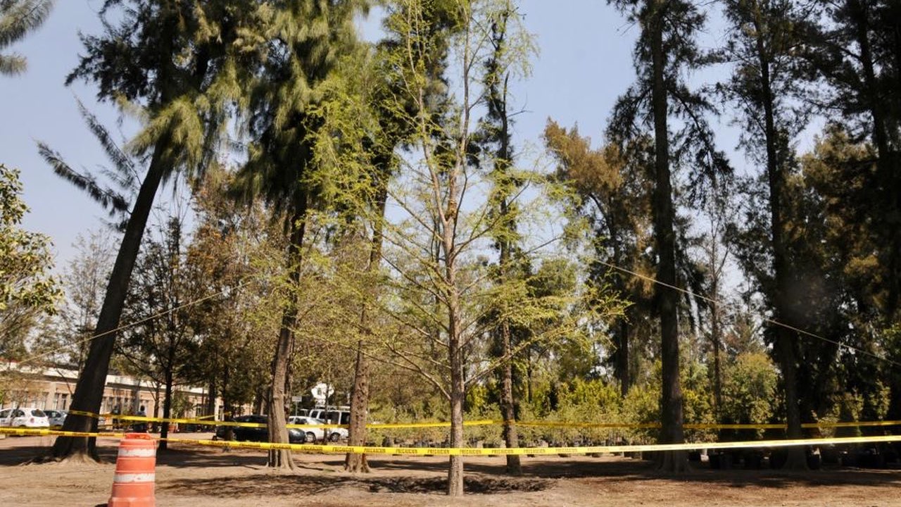 Ahuehuete de Reforma será reemplazado por su ejemplar "hermano" (nota ...