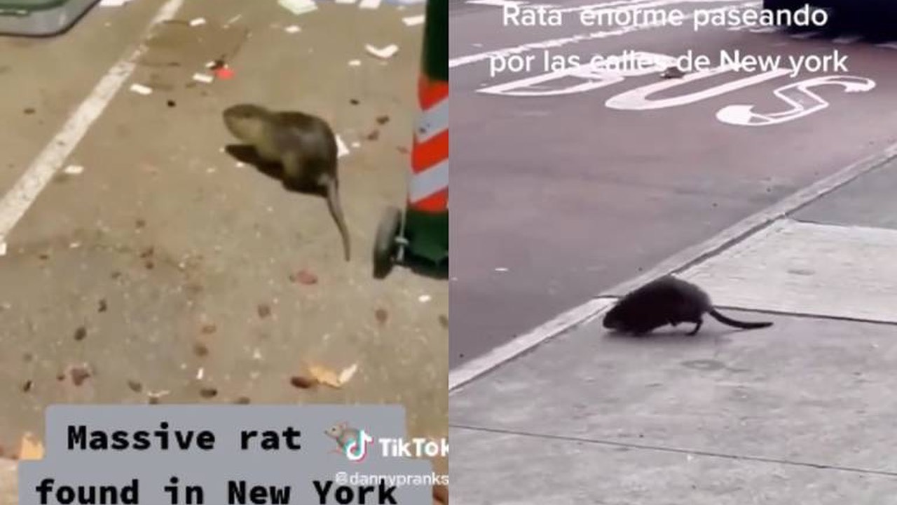 [Videos] Ratas gigantes invaden NY: la Gran Manzana emprende una guerra ...