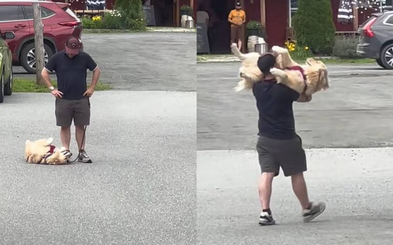 [#VIDEO] ¡No sólo los niños! Perro hace berrinche y se tira al suelo ...