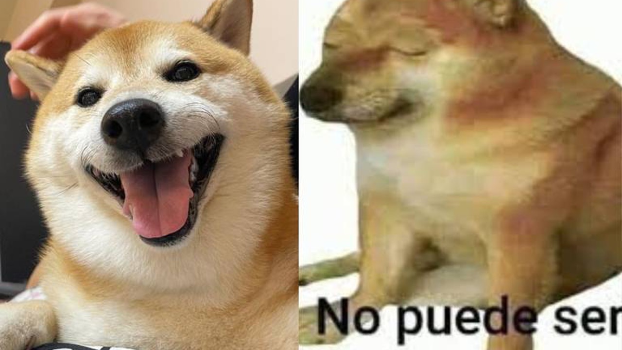 Ay, no: Murió Cheems, el perrito de los memes; “ya corre por el cielo ...