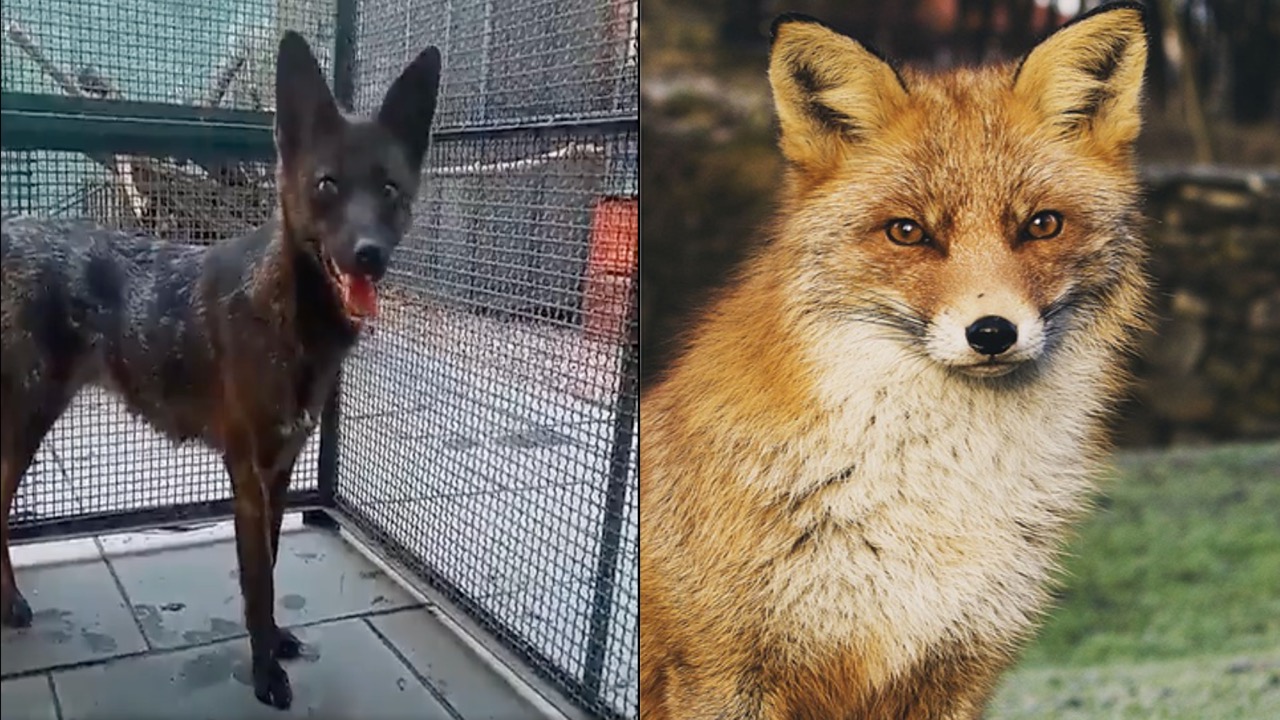 Científicos descubren al primer híbrido perro-zorro; fue rescatado tras ...