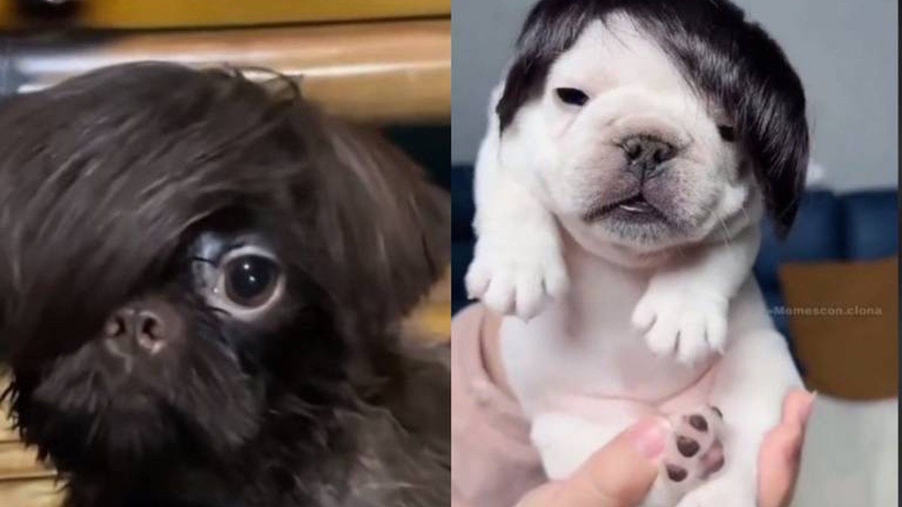 Lomitos emo se vuelven virales en TikTok por su look (nota de OEM ...