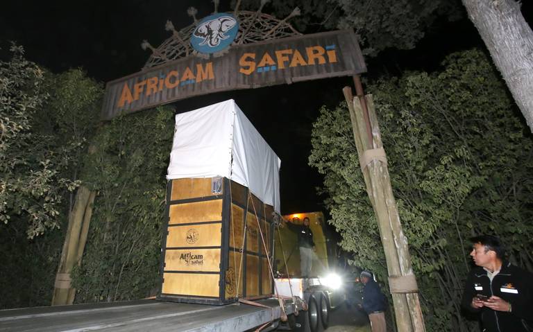 [#FOTOS Y VIDEO] ¡Benito ya es poblano! La famosa jirafa llega a ...