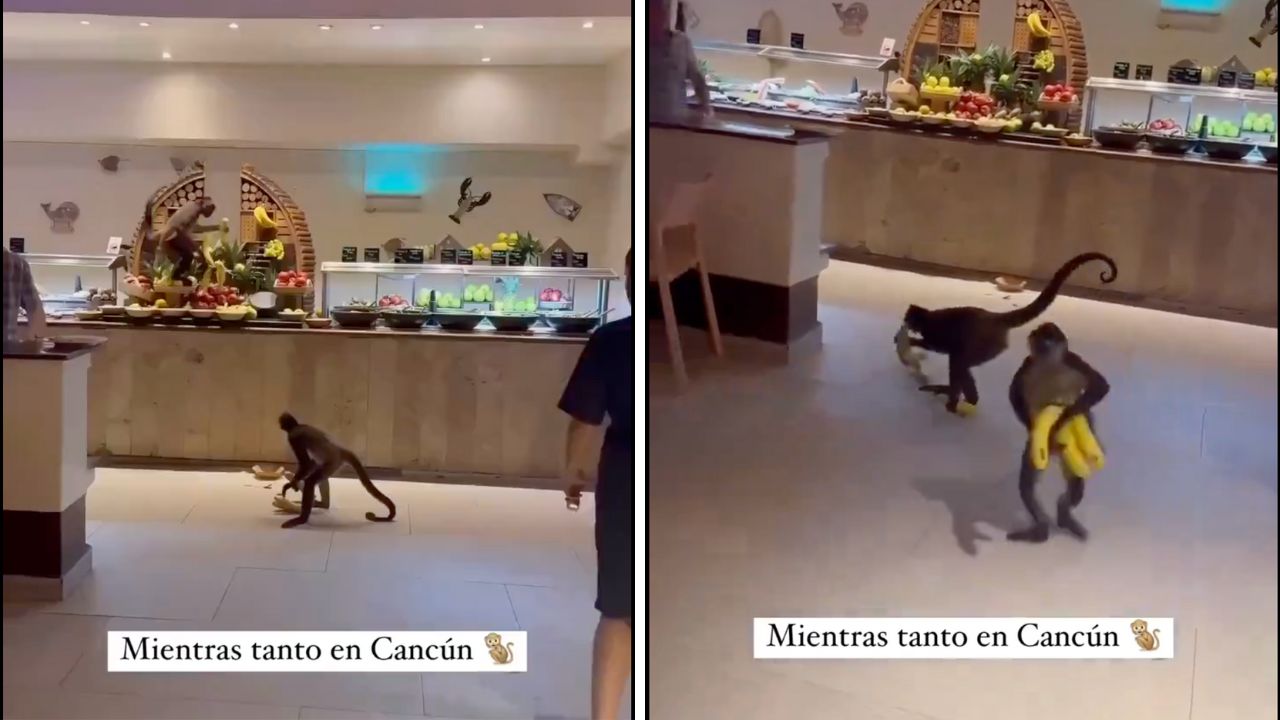 'Matanga dijo la changa': dos monos araña hurtan comida de hotel de ...