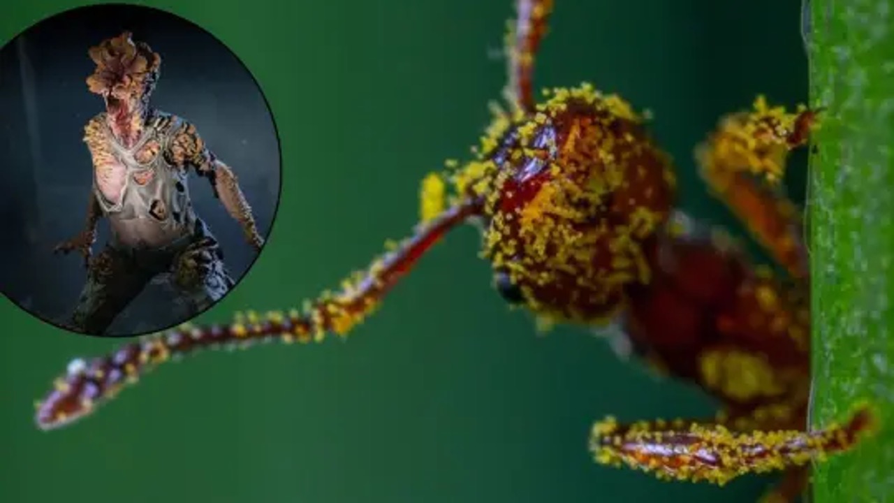 Cordyceps, el hongo parásito que convierte a los insectos en zombis ...